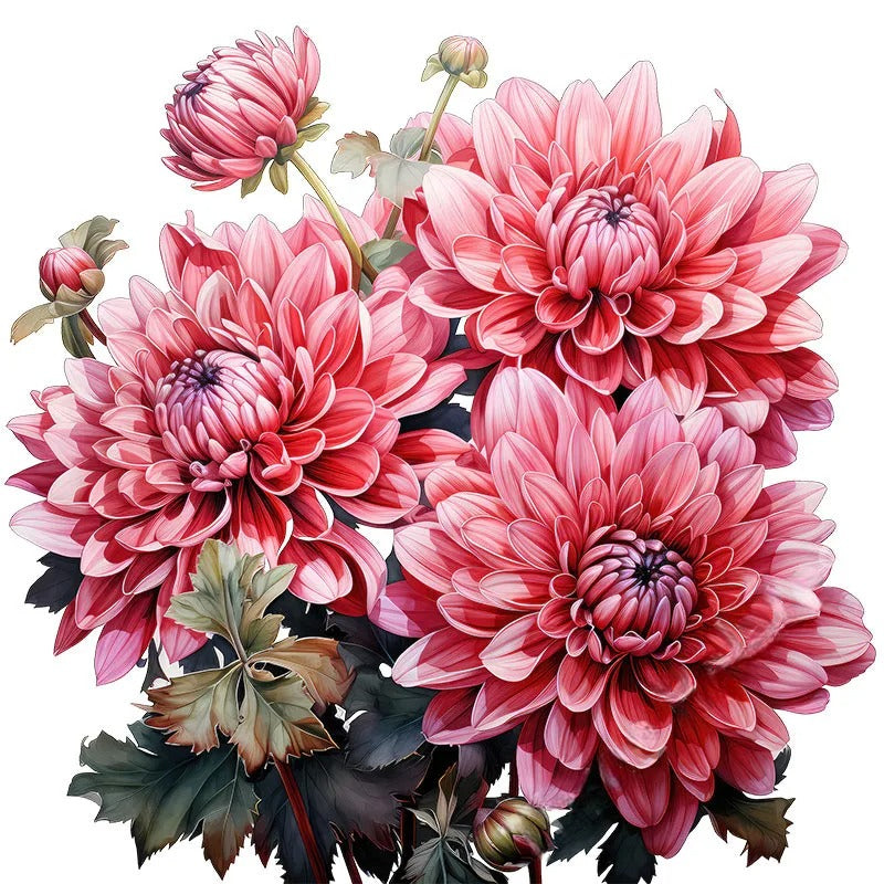 Chrysanthemum Sticker & Florista Flower